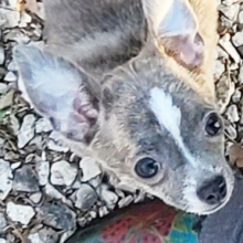 Chihuahua Puppy Breed Facts, Information, Characteristics and More ...