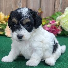 Havapoo Puppy Breed Facts, Information, Characteristics and More ...