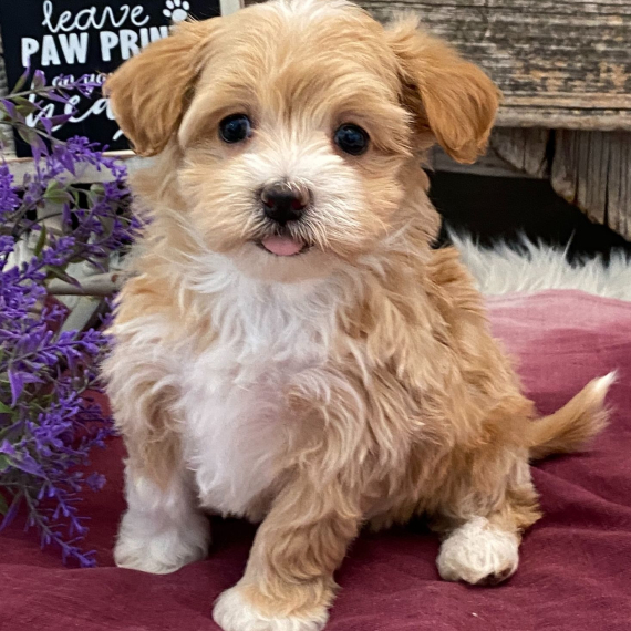 Nelle, a Apricot Female Havapoo Puppy 730529 | PuppySpot