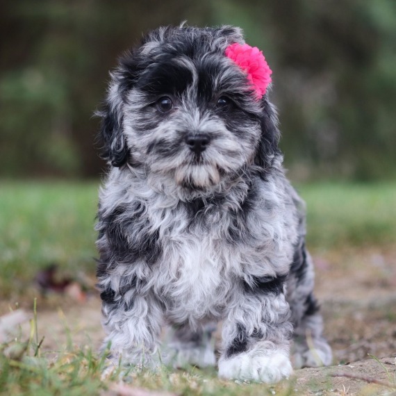 Pearl, a Blue Merle Female Maltipoo Puppy 743469 | PuppySpot