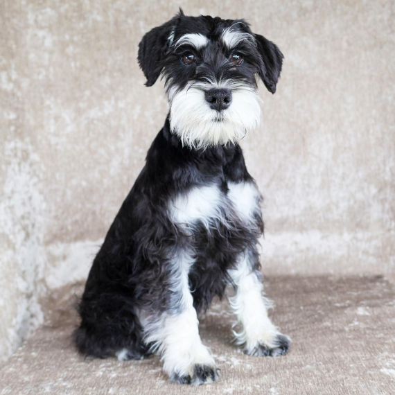 Zion, a Black & Silver Male Miniature Schnauzer Puppy 750179 | PuppySpot
