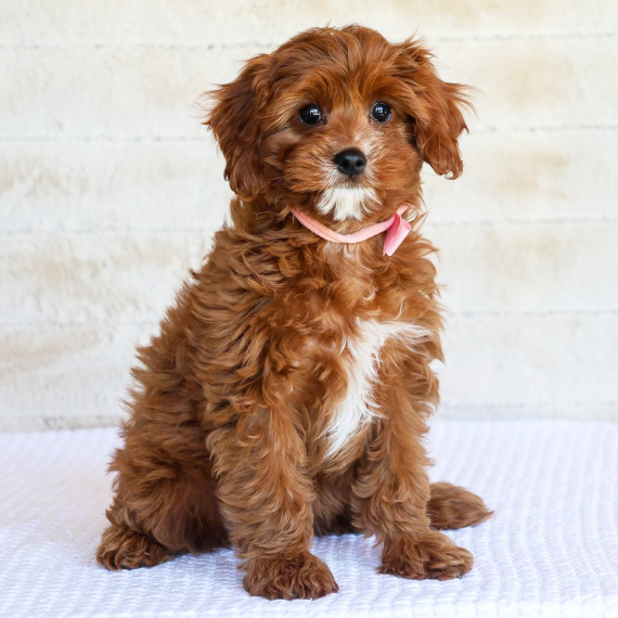 Xayah, a Red Female Cavapoo Puppy 761389 | PuppySpot