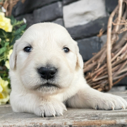 Dog Breeds: Complete List, Descriptions, and Puppies for Sale | PuppySpot