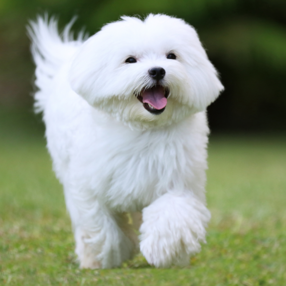 Maltese Puppies for Sale by Breeders | PuppySpot