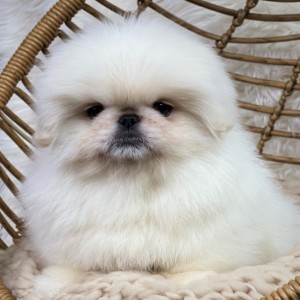 Puppies for Sale | Dogs for sale | PuppySpot