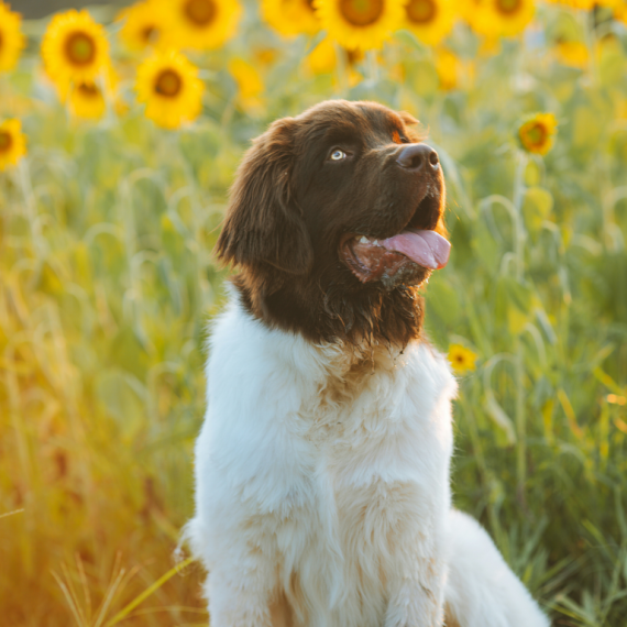 Puppy Breed Collections | Puppyspot