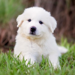 Puppies for Sale | PuppySpot
