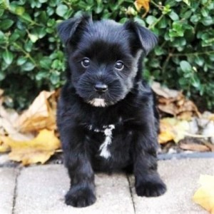Puppies for Sale | PuppySpot