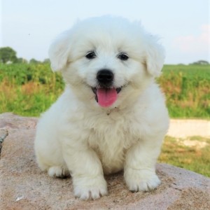 All Breeds | PuppySpot