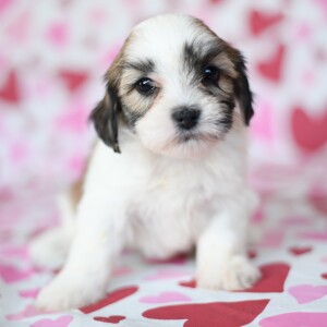 Puppies for Sale | PuppySpot