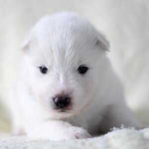 Puppies for Sale | Dogs for sale | PuppySpot