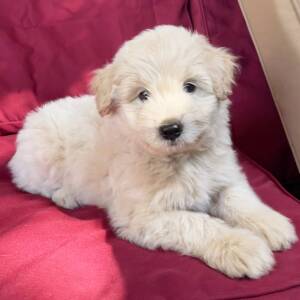 Puppies for Sale | Dogs for sale | PuppySpot