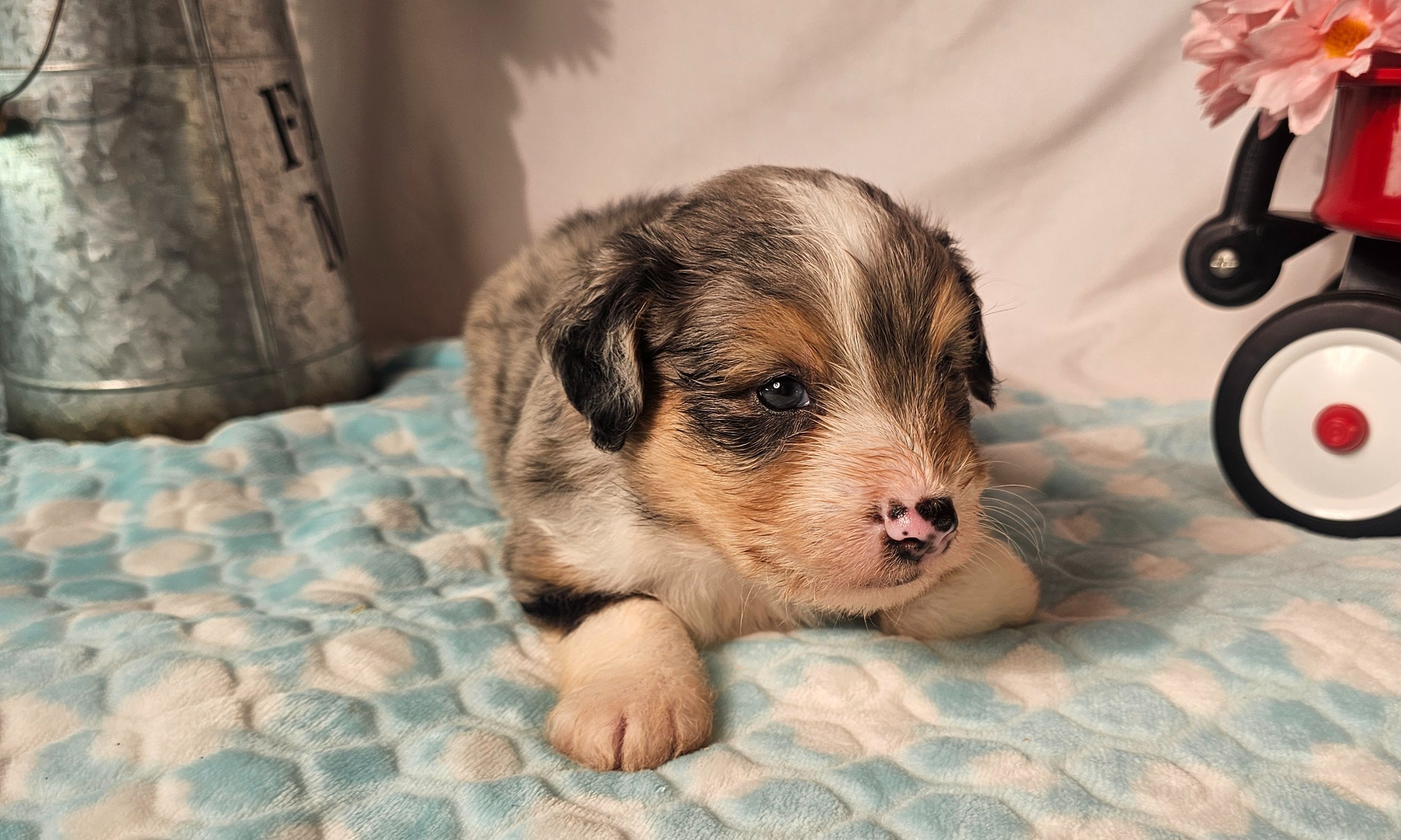 Find the Right Puppy for Your Family | PuppySpot