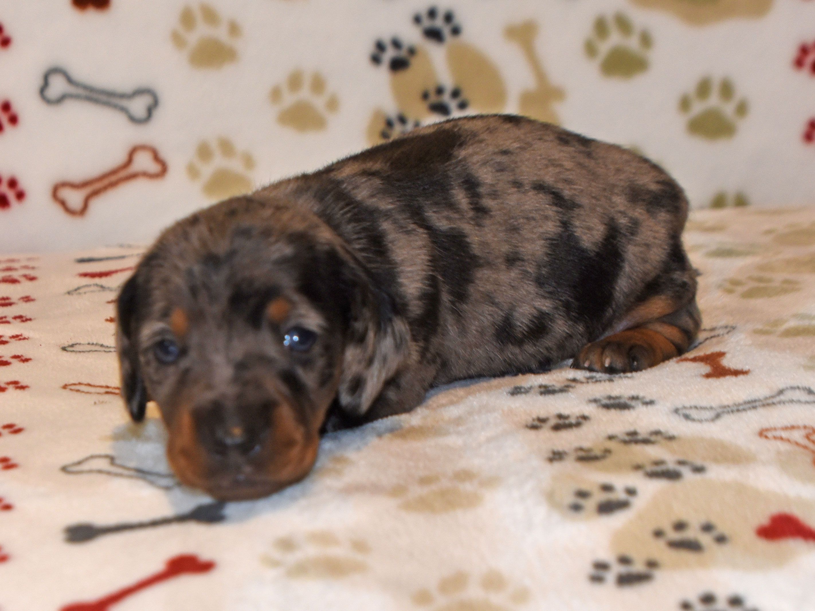 Find the Right Puppy for Your Family | PuppySpot