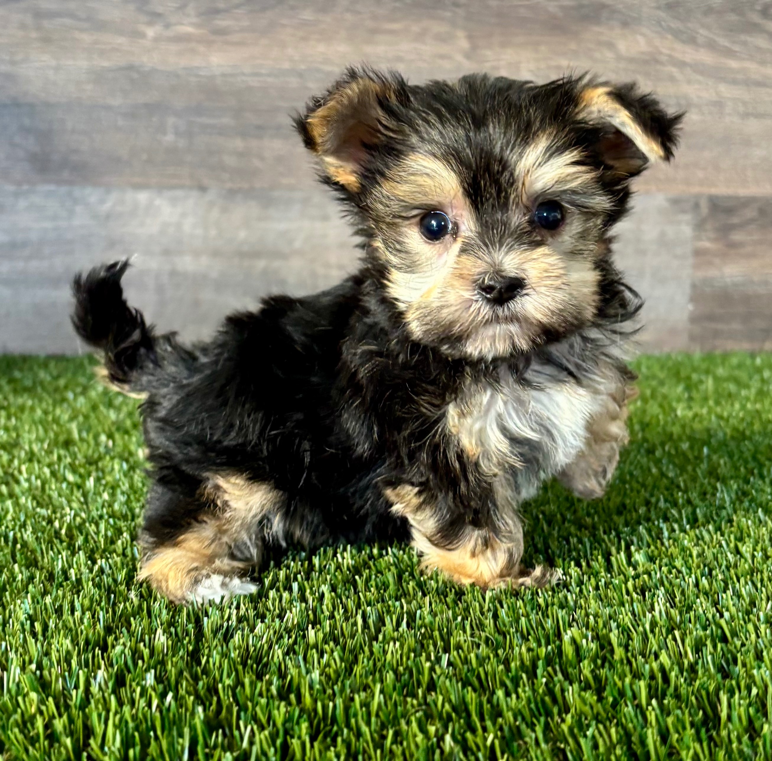 Find the Right Puppy for Your Family | PuppySpot