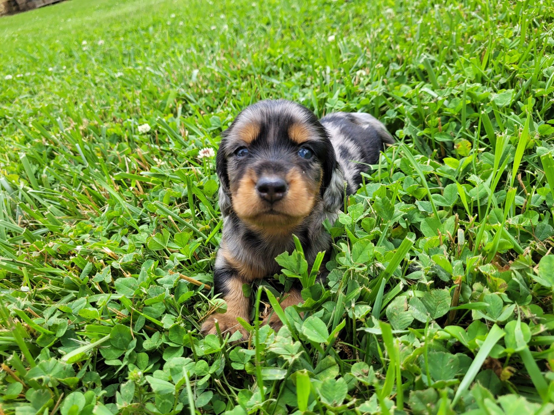 Find the Right Puppy for Your Family | PuppySpot